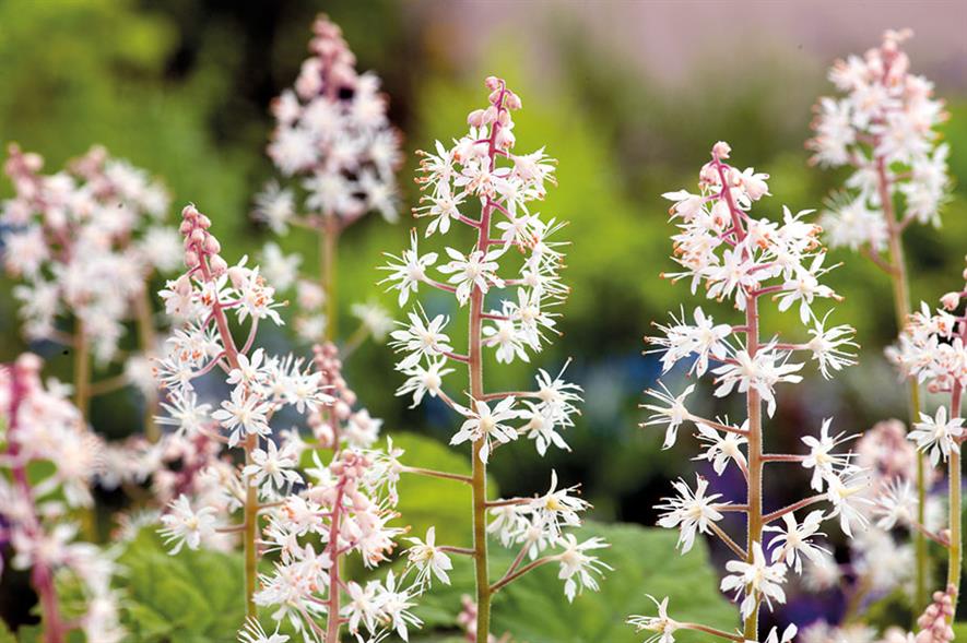 Tiarella | HortWeek