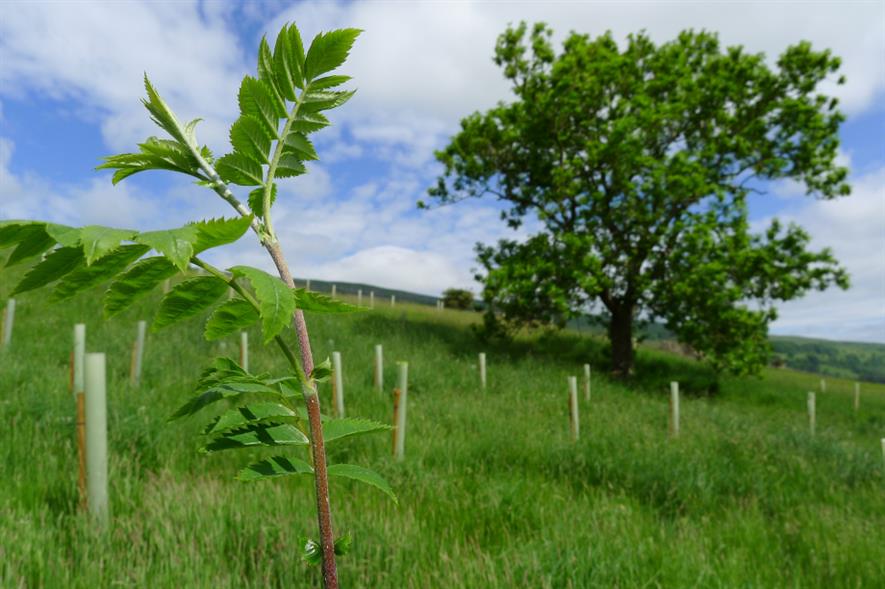 Sir Patrick Stewart among honorary members of Yorkshire tree planting ...