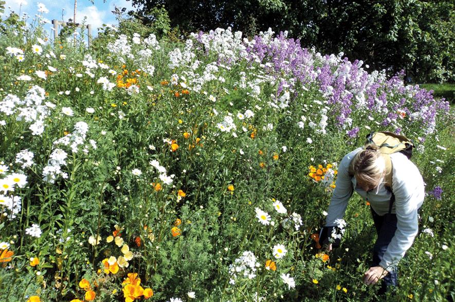 Pictorial Meadows PM Turf | Horticulture Week