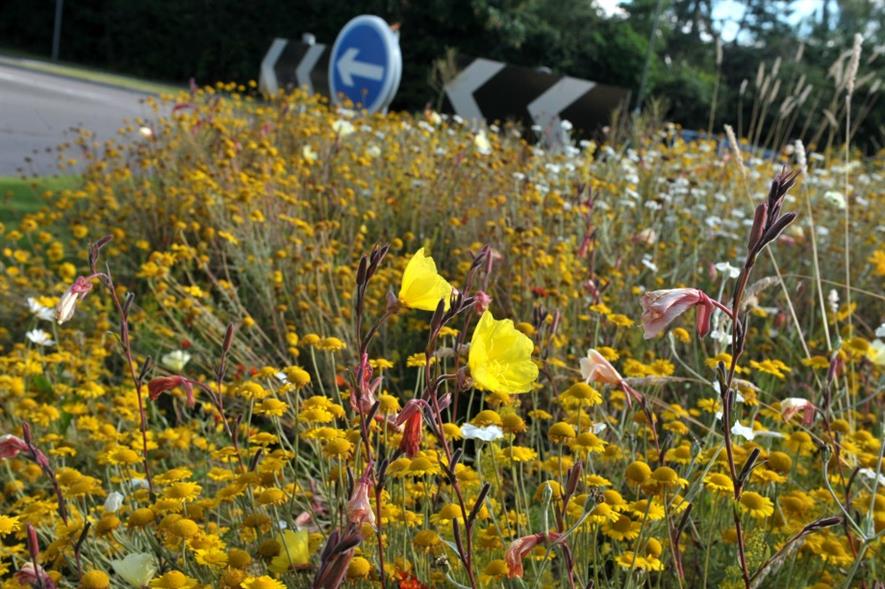 Roundabout meadows in bloom at end of two-year project | Horticulture Week