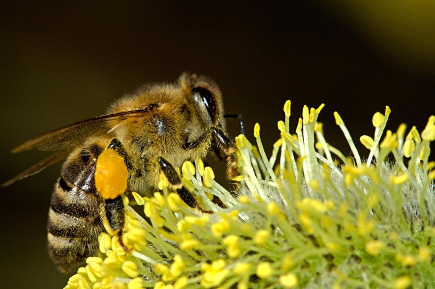 Wildlife Trusts ‘delighted’ by Defra U-turn on neonicotinoids ...
