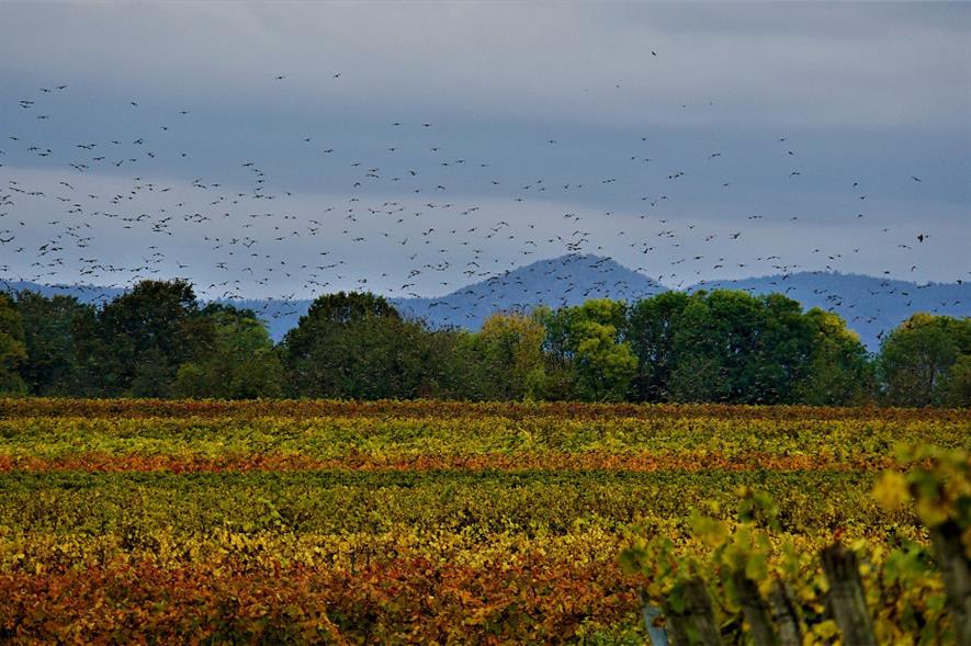 Final call to attend Defra briefing for £100m Biodiverse Landscapes ...