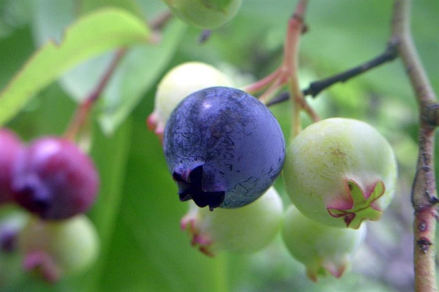 New Zealand to commercialise "bigger, tastier" blueberries within a ...