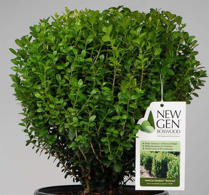 Pest and disease resistant box comes on market | Horticulture Week