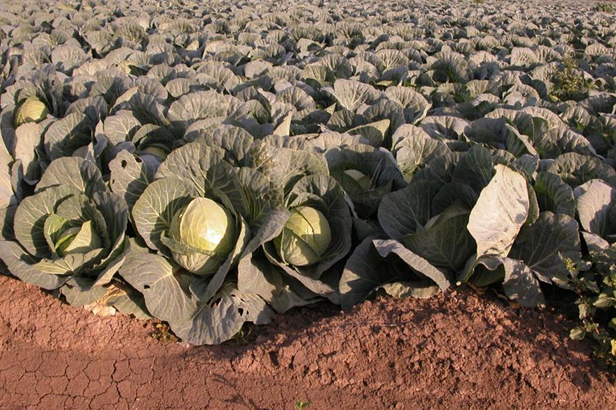 Alert: cabbage root fly on brassicas | Horticulture Week