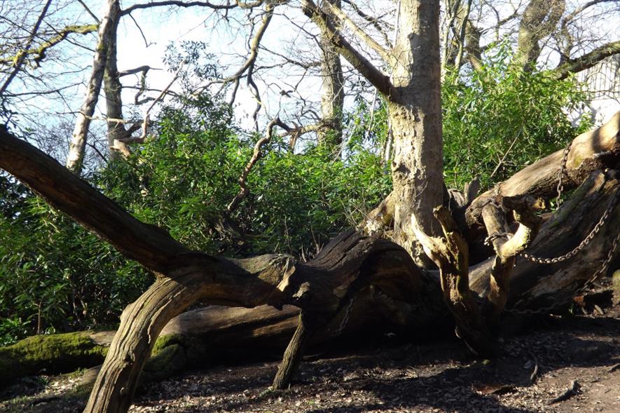 Shortlist unveiled for Woodland Trust’s Tree of the Year competition ...