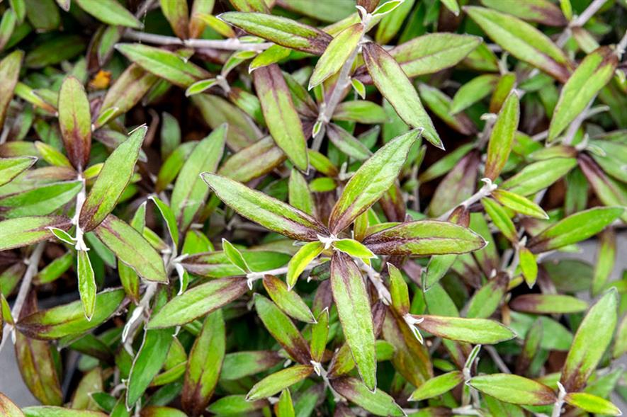 Corokia buddlejoides 'Coco' | Horticulture Week