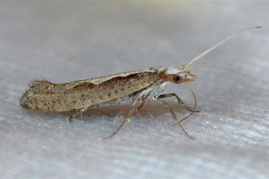 Alert: early sightings of diamondback moth | HortWeek