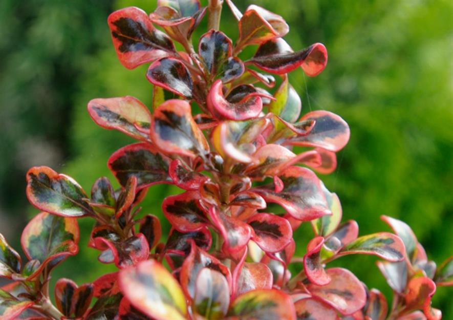 New Van Vliet New Plants plant ranges for Plantarium | Horticulture Week