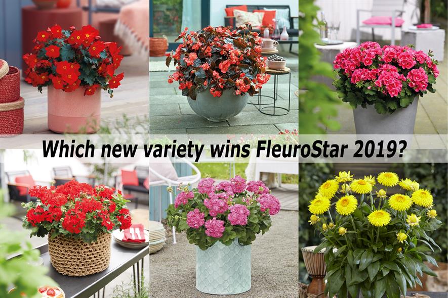 Fleuroselect shortlists six new plants with biggest visual impact ...