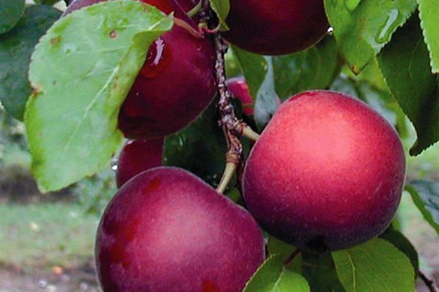 Frank P Matthews introduces three new trees | Horticulture Week