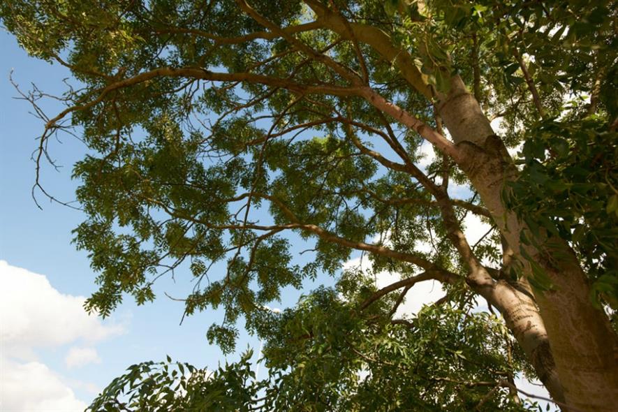 Chalara has spread to more than 1,000 sites, says Defra | HortWeek