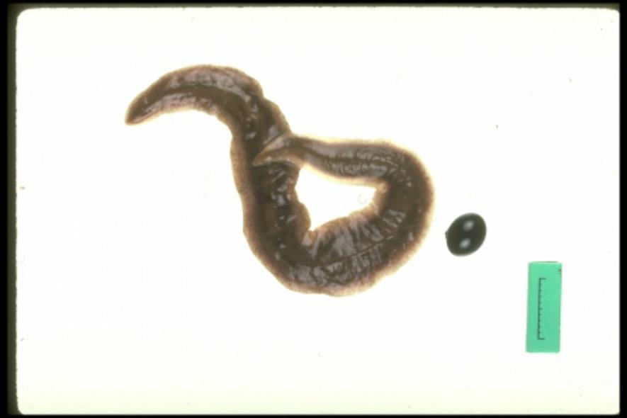 New Zealand flatworm survey begins | Horticulture Week