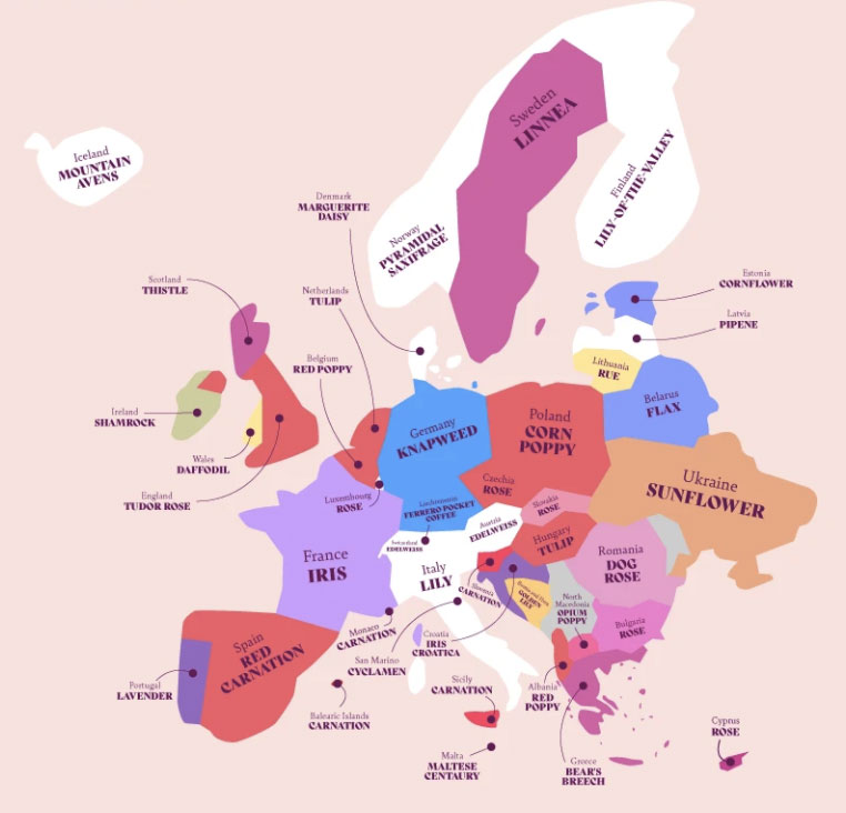 Only three in ten English citizens know the UK's national flower ...