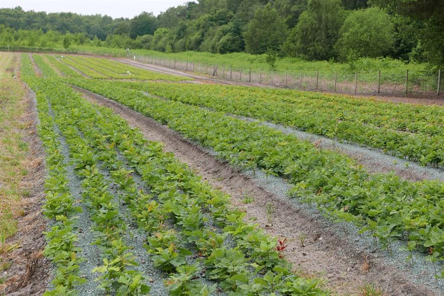 Prime Welsh oak trees yield 50,000 saplings for woodland creation ...