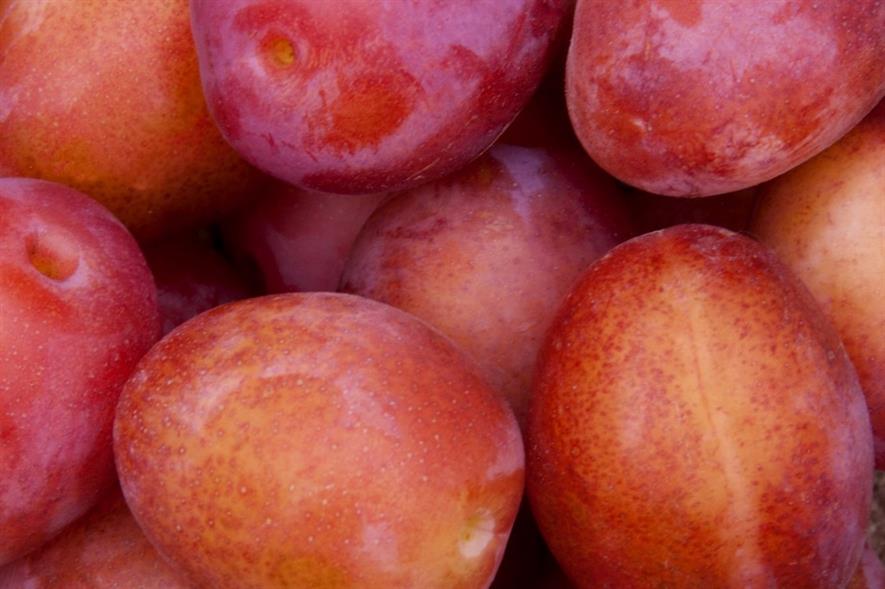 Waitrose begins stocking English plums in July | Horticulture Week