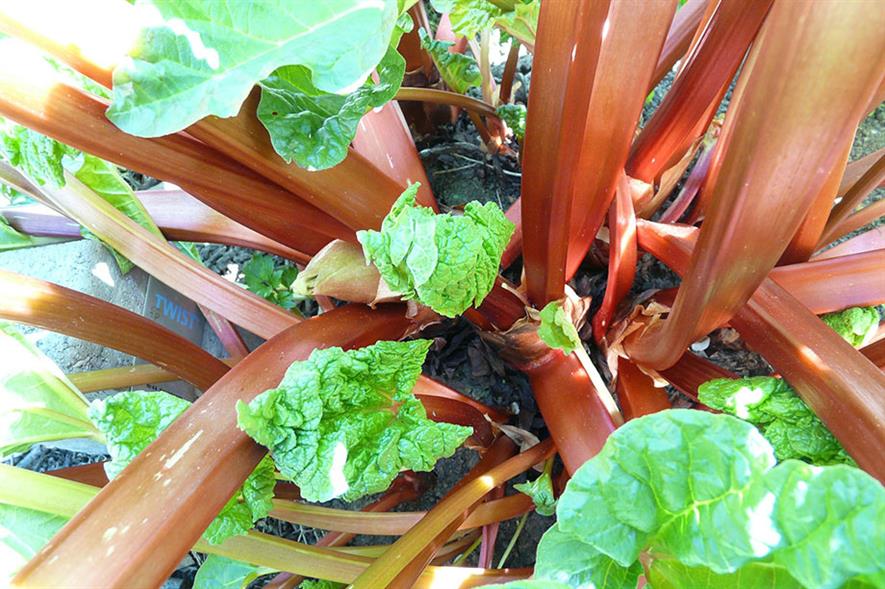 Alert: Ramularia leaf spot and downy mildew on rhubarb | HortWeek