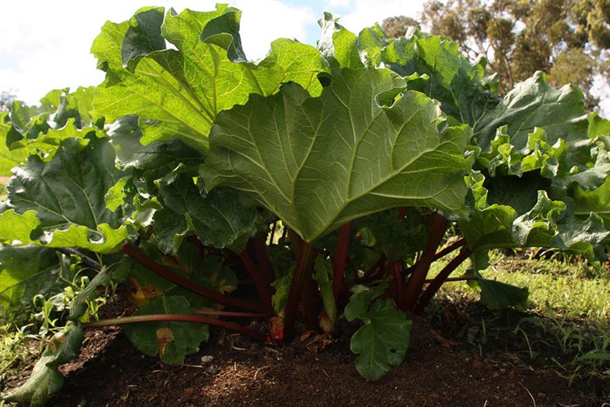 Alert: rhubarb pests | Horticulture Week