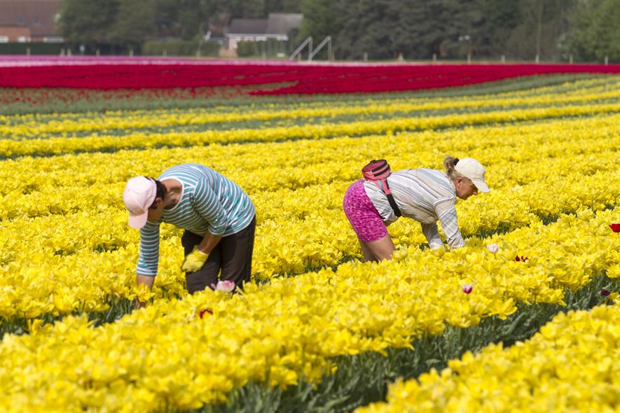 Ornamental Horticulture Roundtable Group industry survey shows skills ...