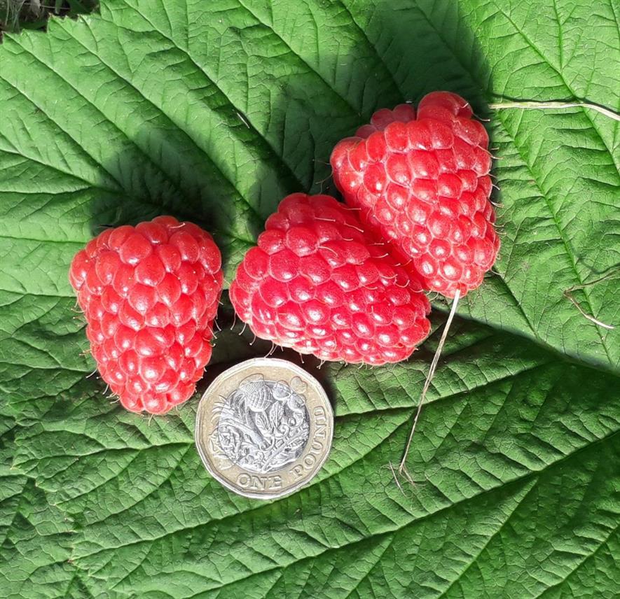 Glen Mor: disease-resistant raspberry launched at Fruit for the Future ...