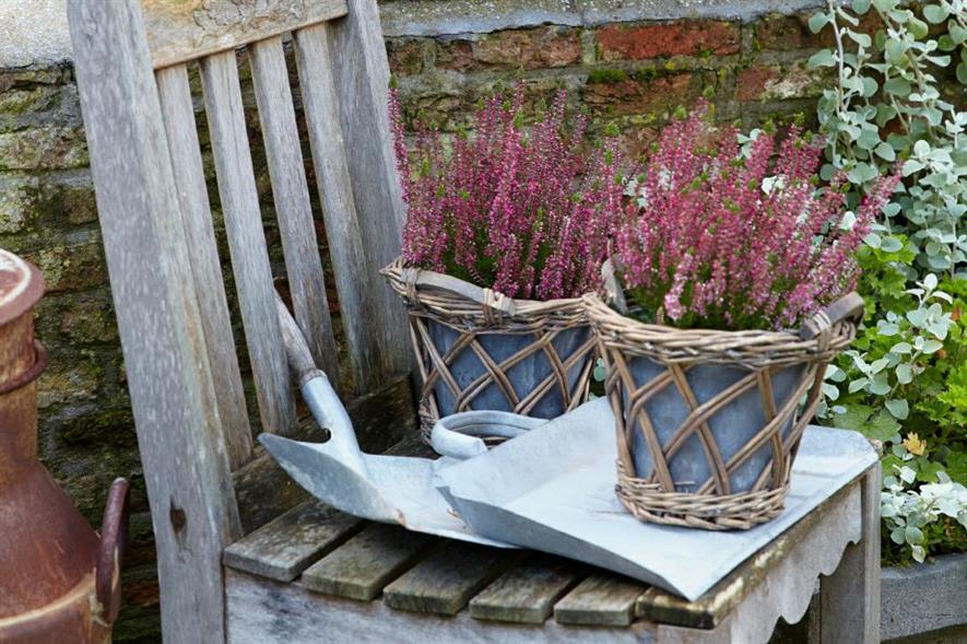 Heather selected as plant of the month for September | Horticulture Week