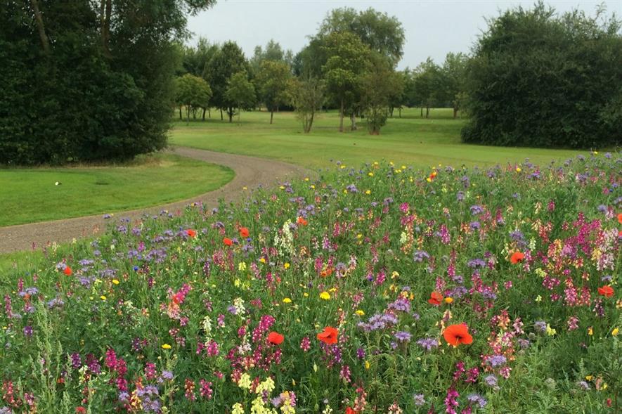 New perennial ryegrass and wildflower mixes from Germinal ...