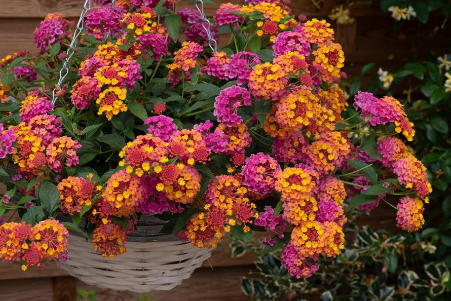 HortWeek | Latest horticulture industry news and jobs