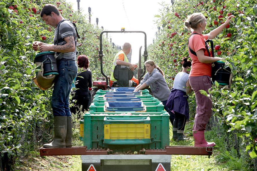 Horticulture Week | UK Top Fruit Producers