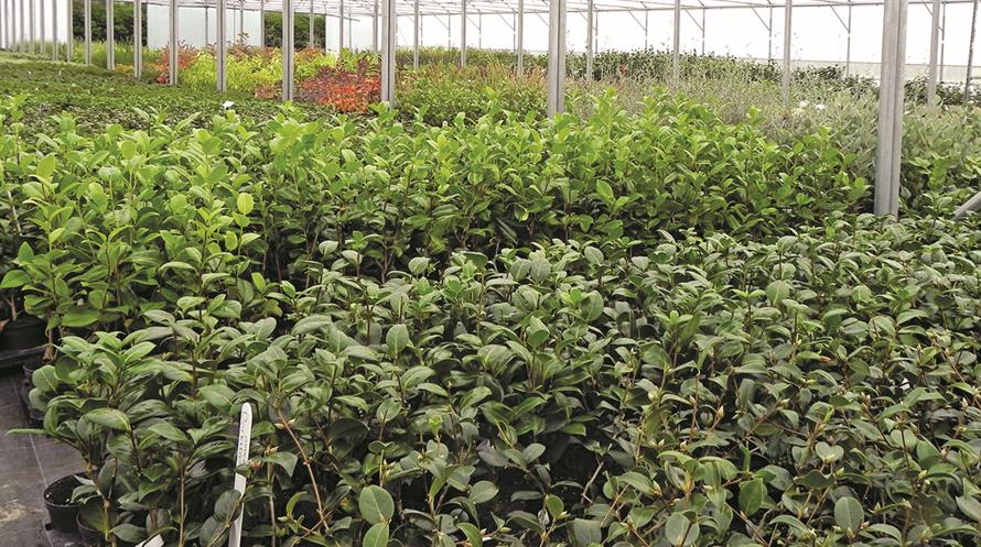 HortWeek | Latest horticulture industry news and jobs