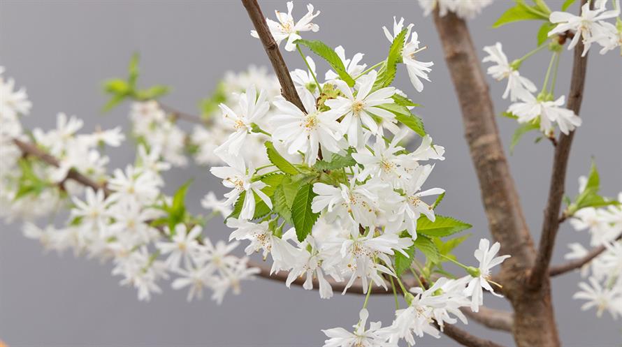 Horticulture industry news | HortWeek