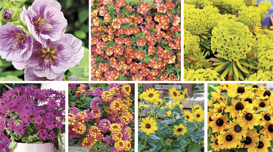 HortWeek | Latest horticulture industry news and jobs