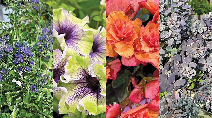 Plants | HortWeek