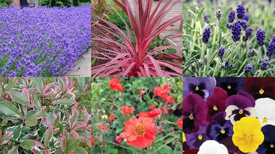 HortWeek | Latest horticulture industry news and jobs