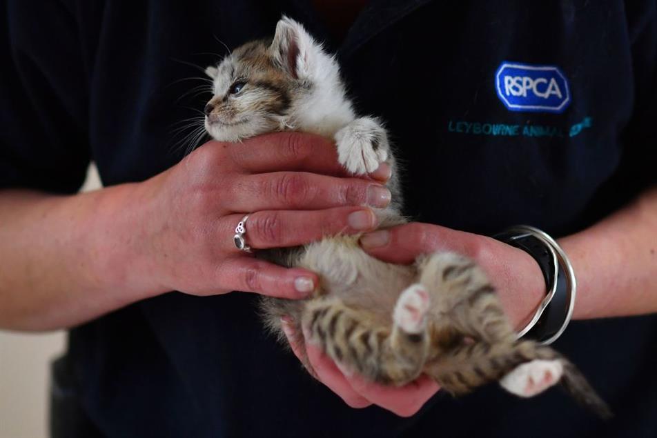 RSPCA moves into new head office | Third Sector