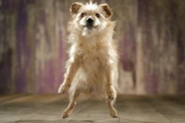 Petplan relaunches with biggest ad investment to date