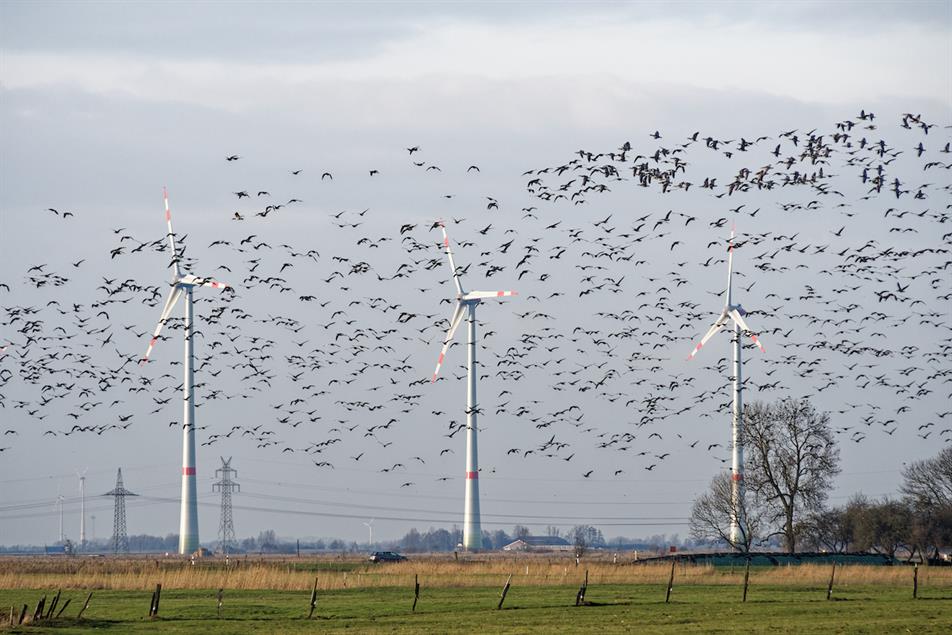 Germany awards 3.4GW onshore wind as prices drop | Windpower Monthly