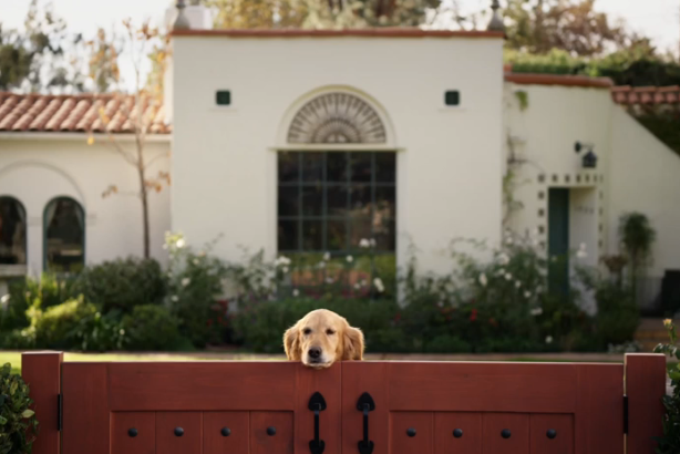 Coldwell Banker partners with Adopt-a-Pet to find homes for 20,000 dogs ...