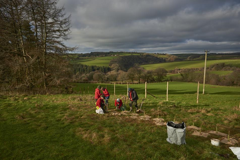 Project to expand rare temperate rainforest in Devon underway