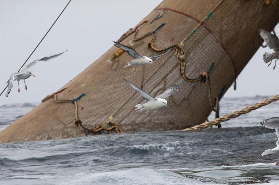 Bottom trawler boats ‘operated for over 7,000 hours in marine protected ...