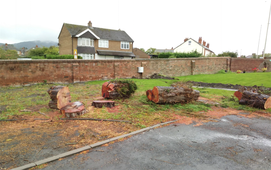 Company and owner must pay out almost £46,000 for cutting down three ...