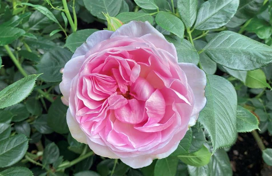 The Harkness Rose Company launches The Menopause Charity Rose | HortWeek