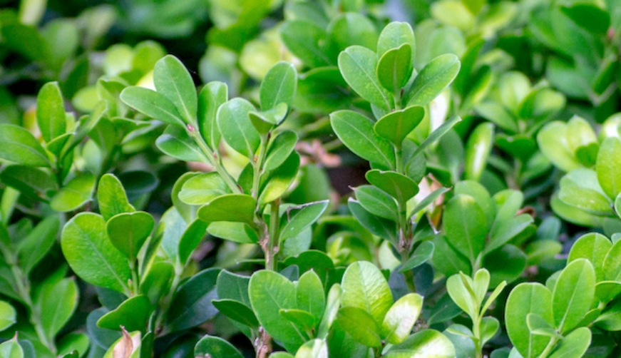 RHS warns of bumper year for box tree moth | HortWeek