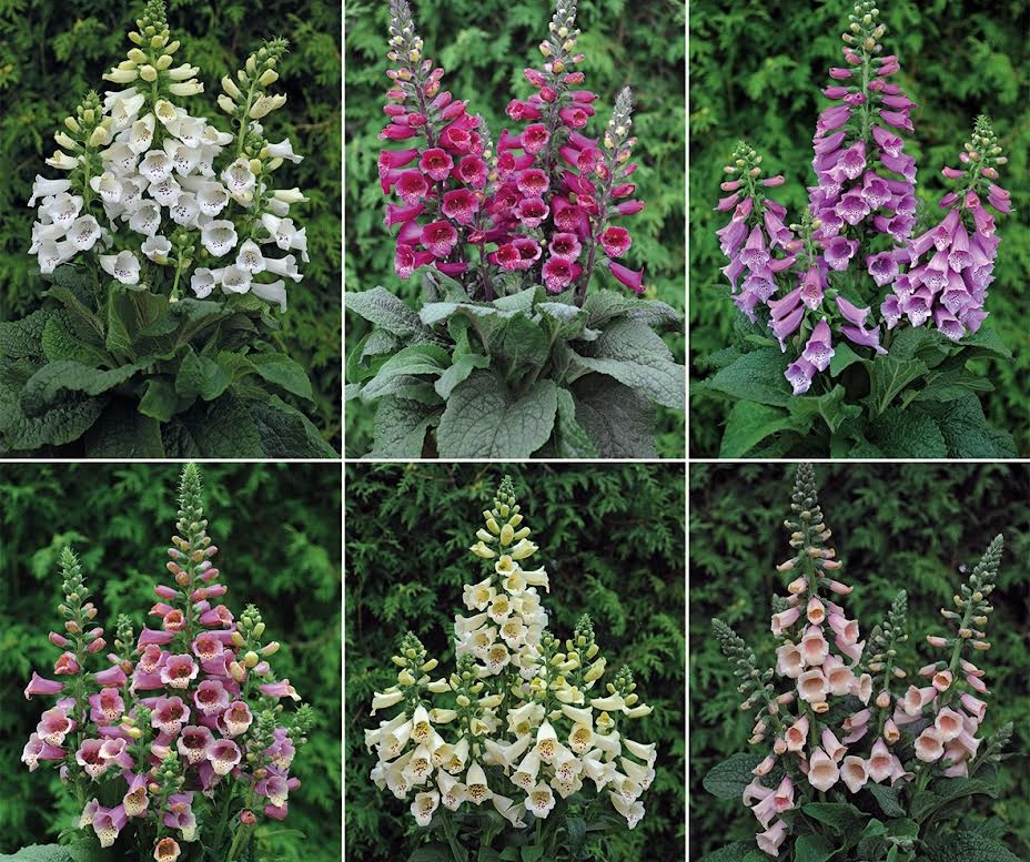Jelitto introduces novel foxgloves | HortWeek