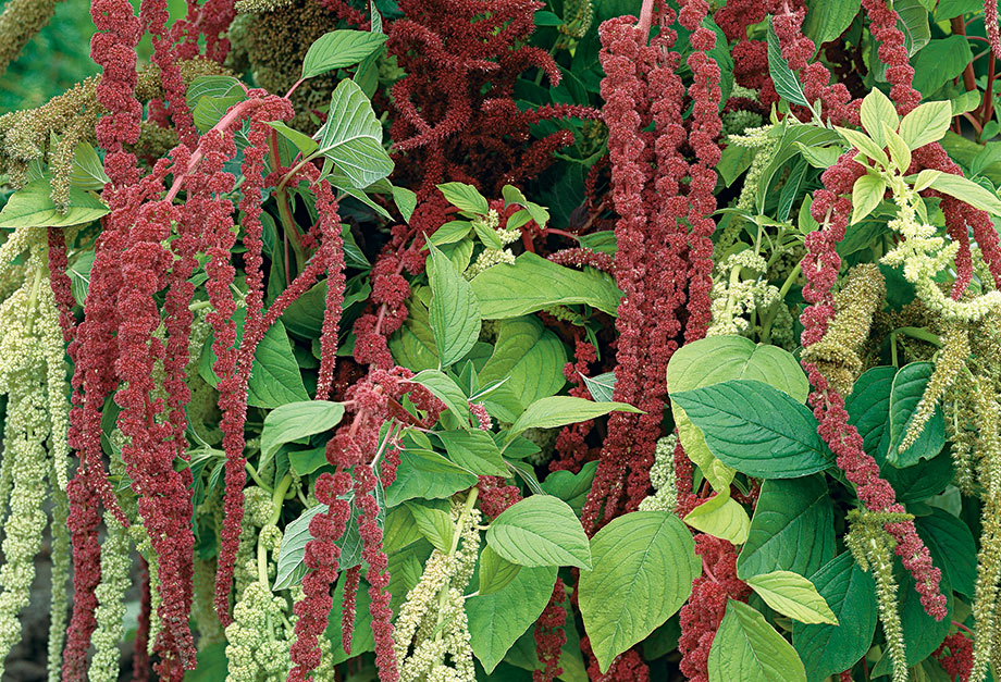 Amaranthus | HortWeek