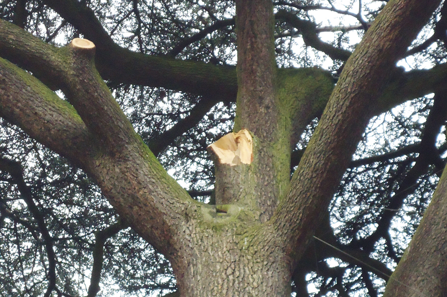 Summer branch drop warnings wanted | HortWeek