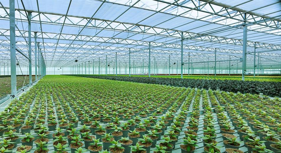 Bridge Farm increases sales by 12% | HortWeek