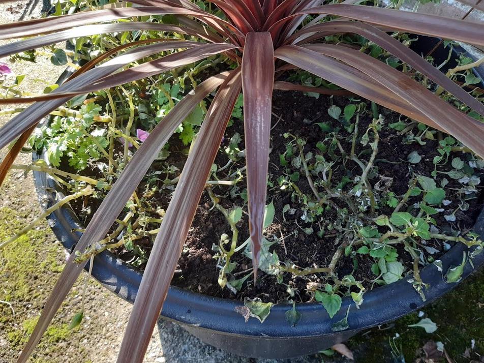 Warning about supermarket impatiens downy mildew | HortWeek