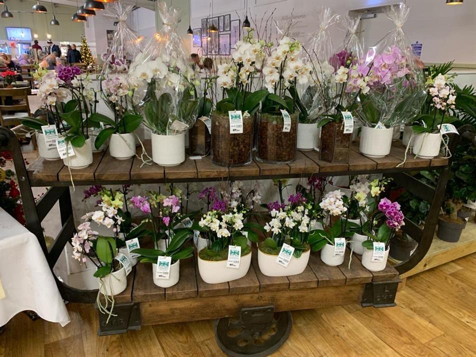 Horti House Christmas products and sneak preview 2024 | HortWeek