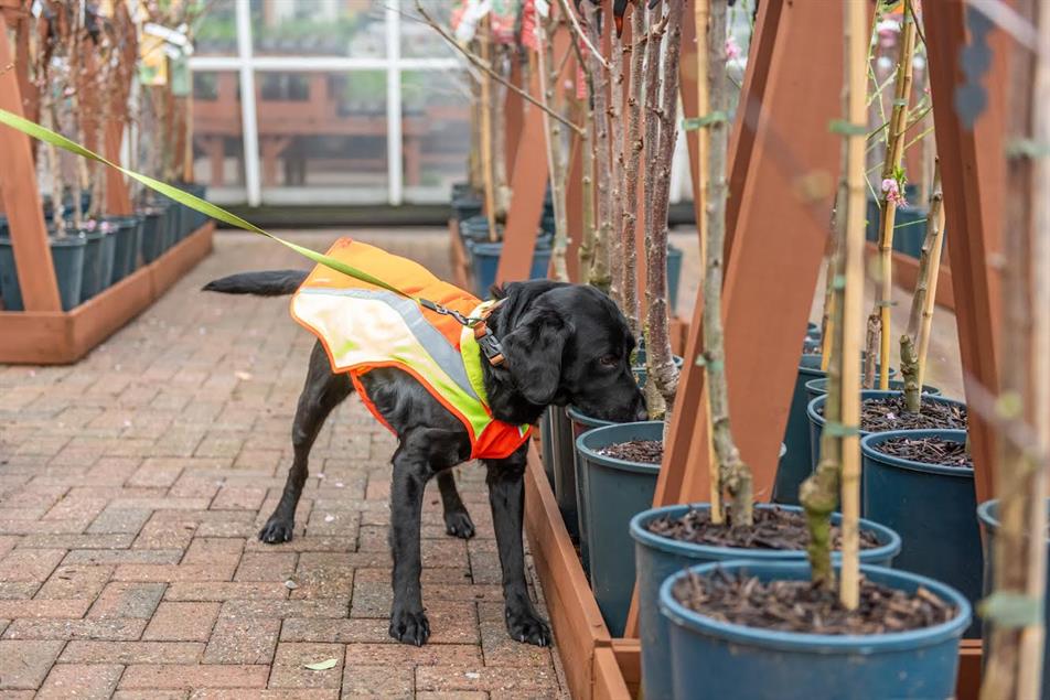 Defra uses dogs to sniff out plant diseases | HortWeek