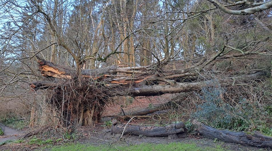 More parks and gardens hit by storm Isha IN PICTURES | HortWeek